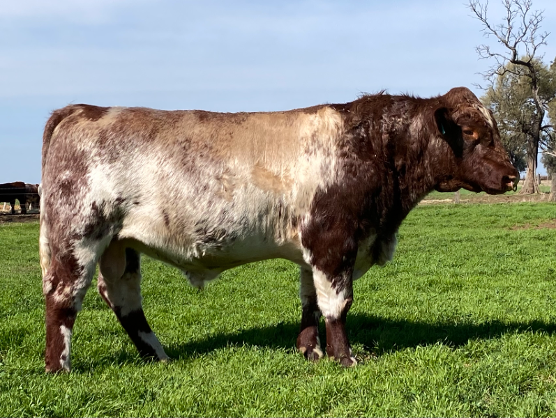 Lot 118 - CASKIEBEN SKYSTHE S13 | AuctionsPlus