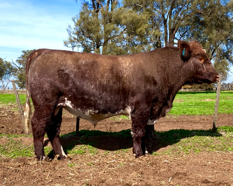 Lot 15 - CASKIEBEN QUANTUM S08 | AuctionsPlus