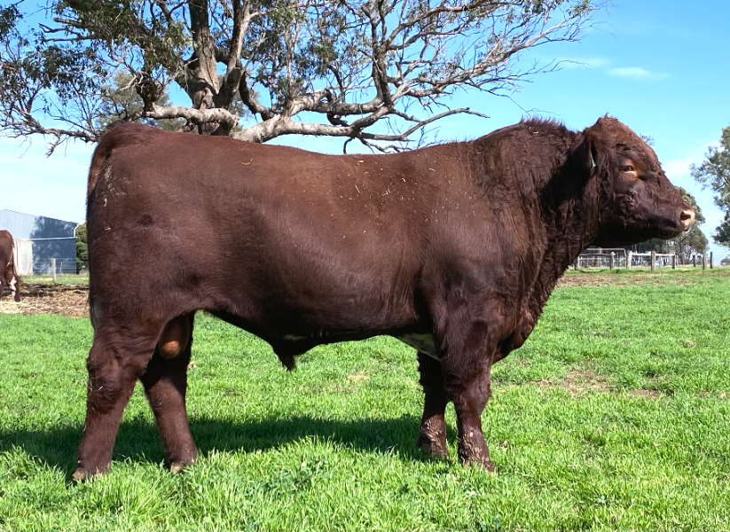 Lot 18 - CASKIEBEN OLYMPUS S27 | AuctionsPlus