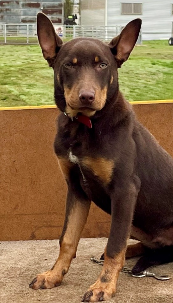 Lot 48 - ELFINVALE SPUD | AuctionsPlus