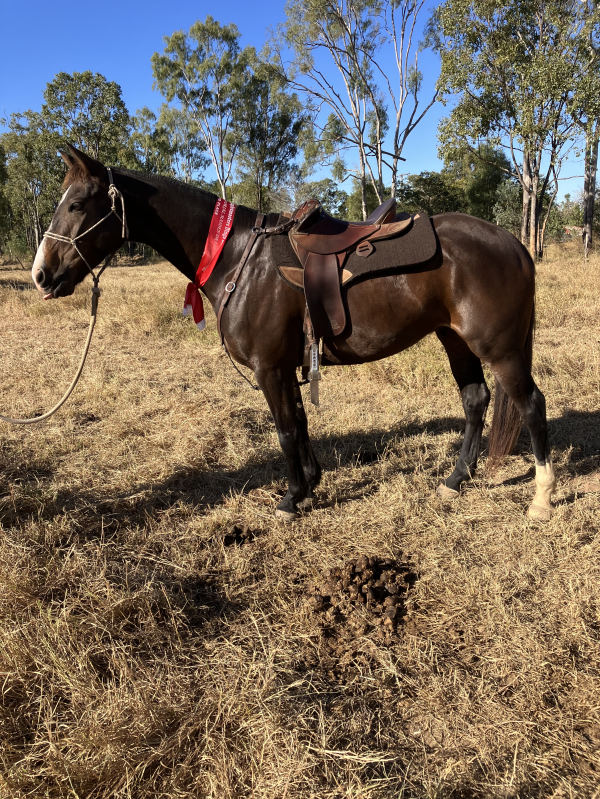 Lot 74 - ROJAN PADDLES - HSH | AuctionsPlus