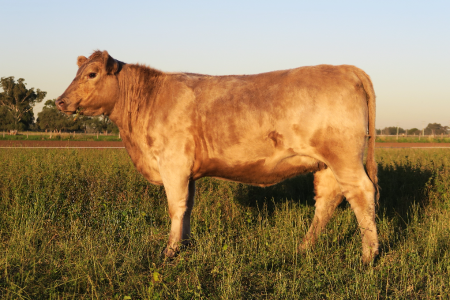 Lot 40 - DEHAVALYN ORLA ROSE S39 (PB) | AuctionsPlus