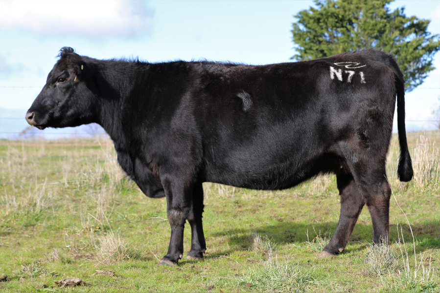 Lot 34 - Alloura Windarra N71 | AuctionsPlus