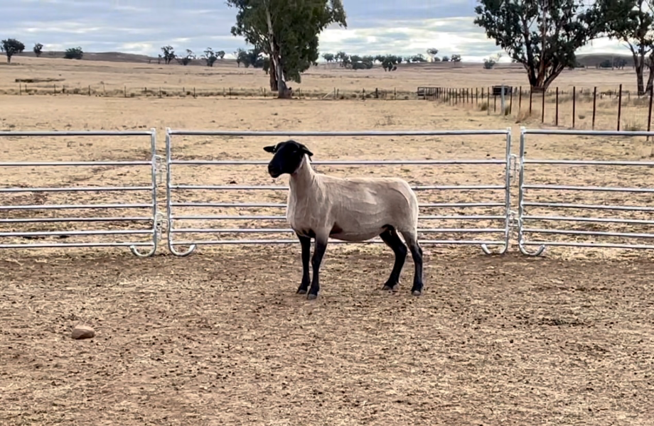 Lot 2 - Stud Suffolk Ewe | AuctionsPlus