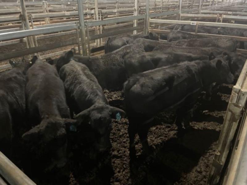 Pen 47-N - 11 Angus Weaner Steers 328.20kg (Total weight: 3610kg ...