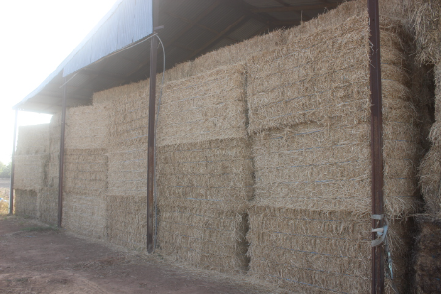 Lot 232 - 30x 2nd Cut Prime Lucerne Square Bales | AuctionsPlus