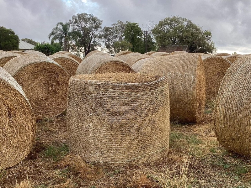 Lot 239 - Lucerne/Clover/Rye Mix 5x4 Round Bales x100 | AuctionsPlus