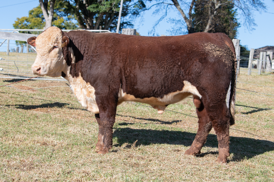 Lot 21 - HILL VIEW SINKA S011 (P) | AuctionsPlus