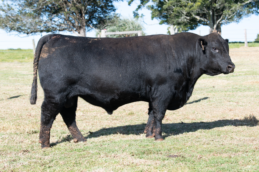 Lot 31 - NARRANMORE S23 | AuctionsPlus
