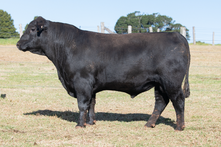 Lot 34 - MORTON'S KLOONEY S17 | AuctionsPlus