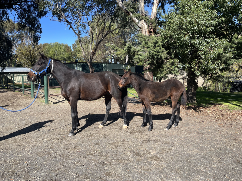 Lot 47 - Ace REPORTER | AuctionsPlus