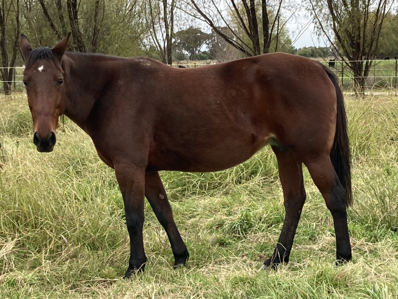 Lot 11 - Vampish Hanover | AuctionsPlus