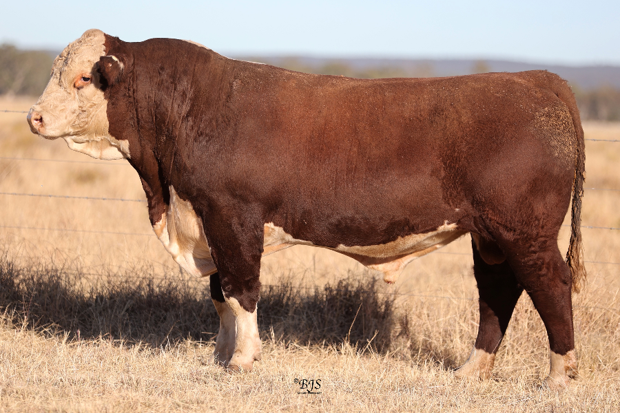 Lot 7 - RAYLEIGH SHERIFF S24 (PP) | AuctionsPlus