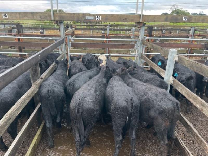 Pen 69-N - 10 Angus Weaner Heifers 226kg (Total weight: 2260kg ...
