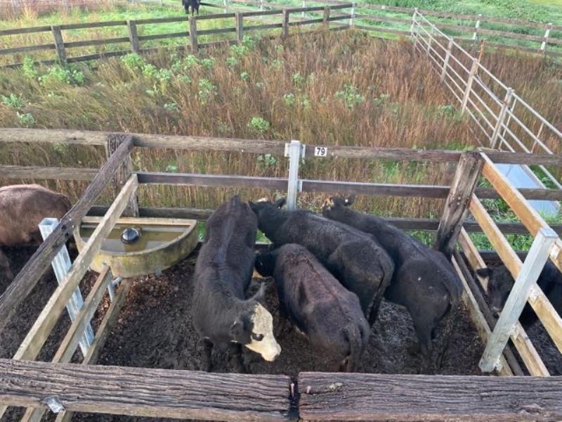 Pen 77-N - 4 Angus X Weaner Heifers 305kg (Total weight: 1220kg ...