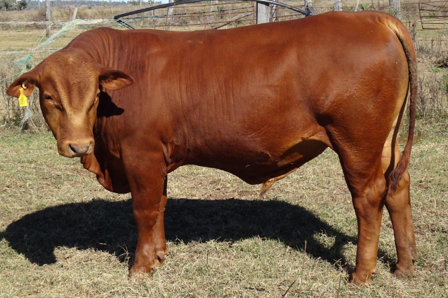Lot 28 - SILVERLEIGH TRUE BLUE | AuctionsPlus