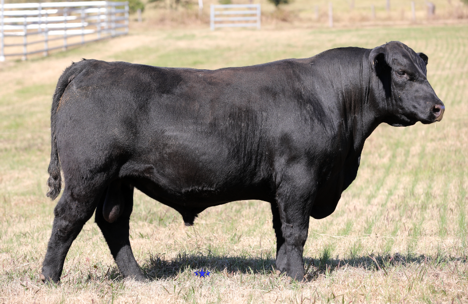 Lot 15 - MEDLYN SCOTTY S12 | AuctionsPlus