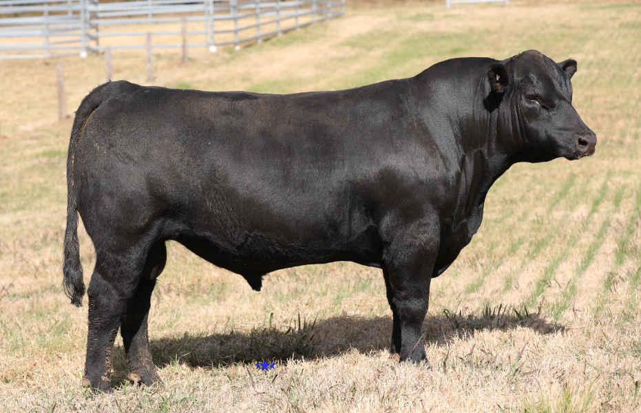 Lot 17 - MEDLYN SUMNER S7 | AuctionsPlus