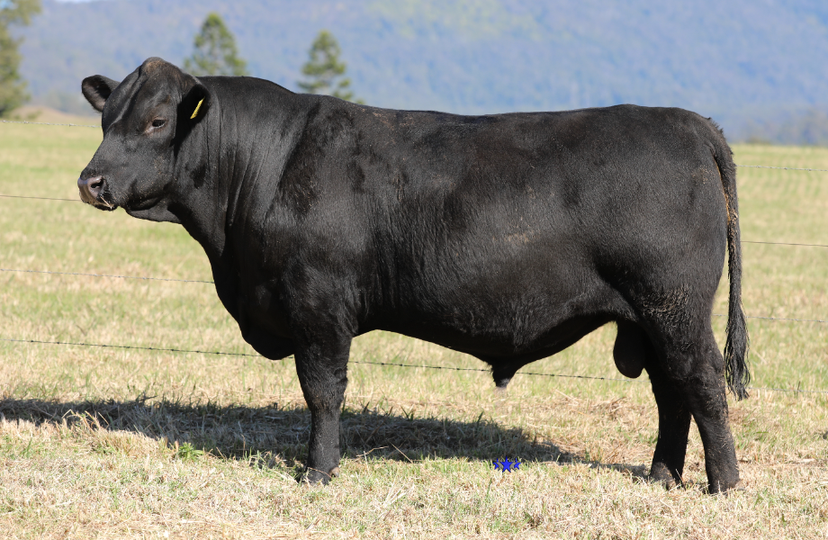 Lot 24 - MEDLYN SIMBA S106 | AuctionsPlus