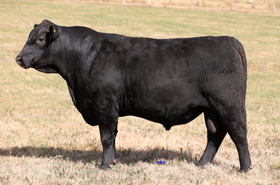 Lot 27 - MEDLYN SERGIO S48 | AuctionsPlus