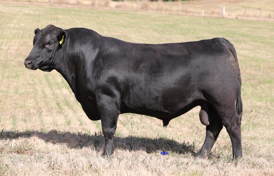 Lot 4 - MEDLYN SACHA S32 | AuctionsPlus