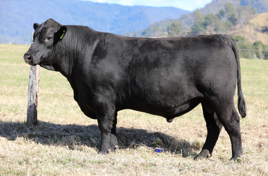 Lot 11 - MEDLYN SATURN S41 | AuctionsPlus