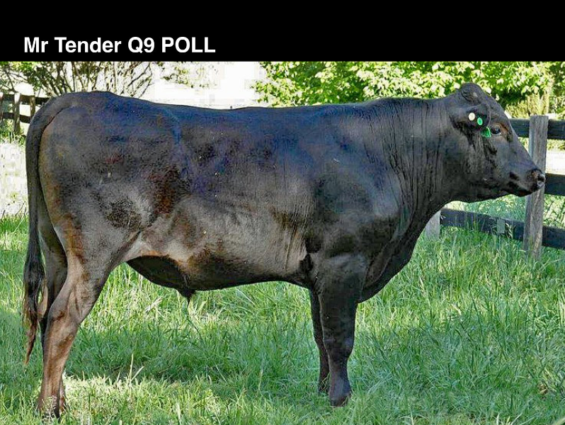 Lot 19 - 50 x Polled Wagyu Semen Straws - ACADEMY MR TENDER Q0029 [CC ...