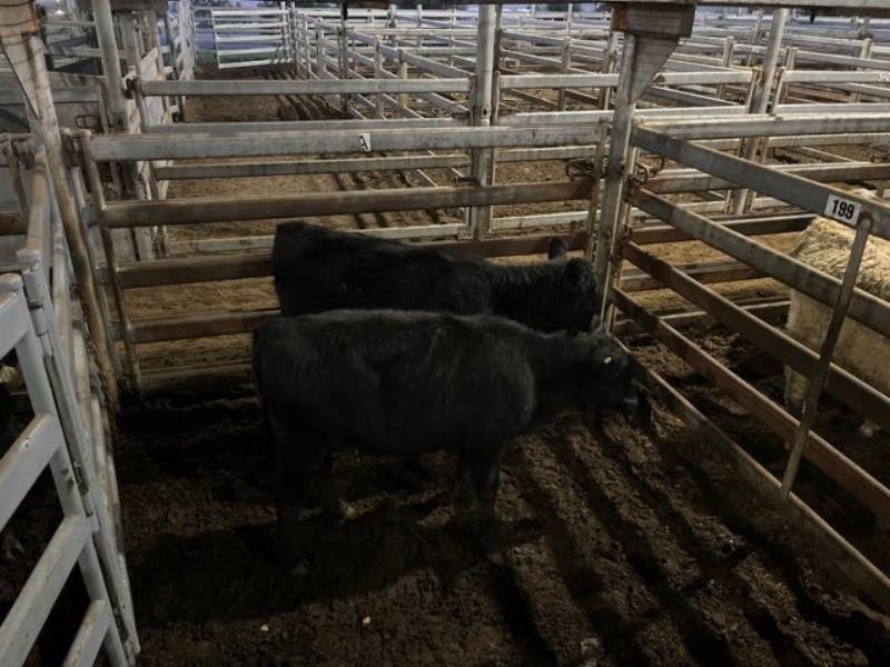 Pen 199A-N - 2 Angus Weaner Heifers 192.50kg (Total weight: 385kg ...
