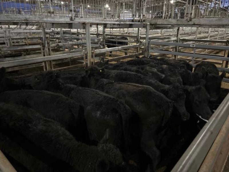 Pen 156-N - 14 Angus Grown Heifers 416.10kg (Total weight: 5825kg ...