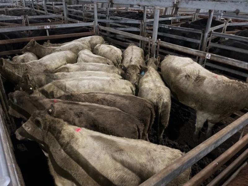 Pen 161-N - 15 Murray Grey Heifer 470.70kg (Total weight: 7060kg ...