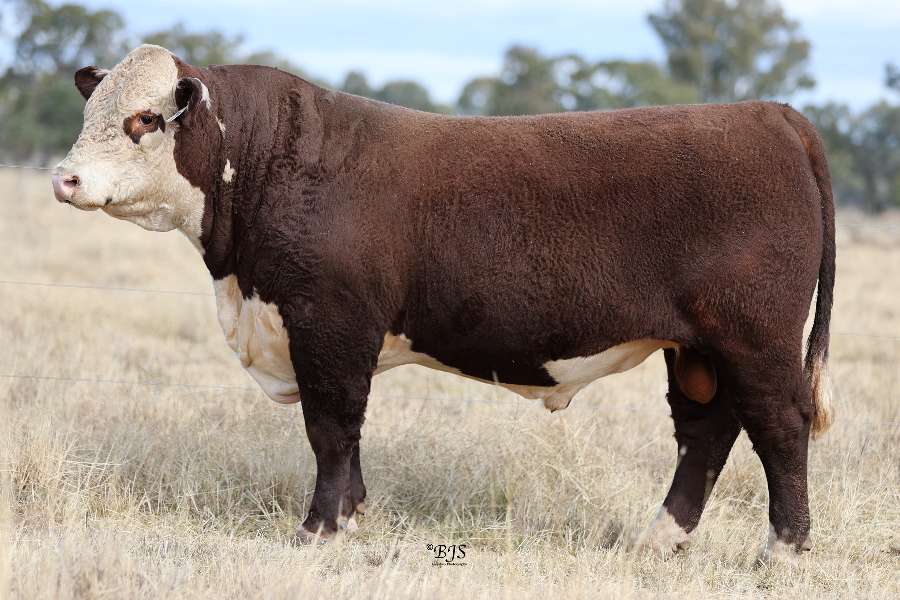 Lot 6 - RAYLEIGH SCHWARZENEGGER S19 (AI) (PP) | AuctionsPlus