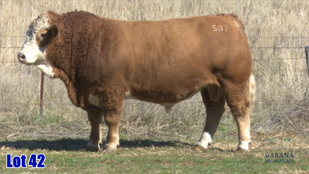 Lot 42 - BARANA SPENCER | AuctionsPlus