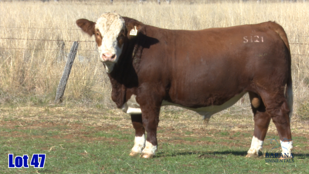 Lot 47 - BARANA SKYLINE | AuctionsPlus