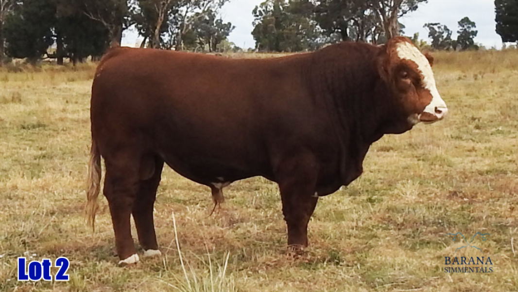 Lot 2 - BARANA UNREGISTERED | AuctionsPlus