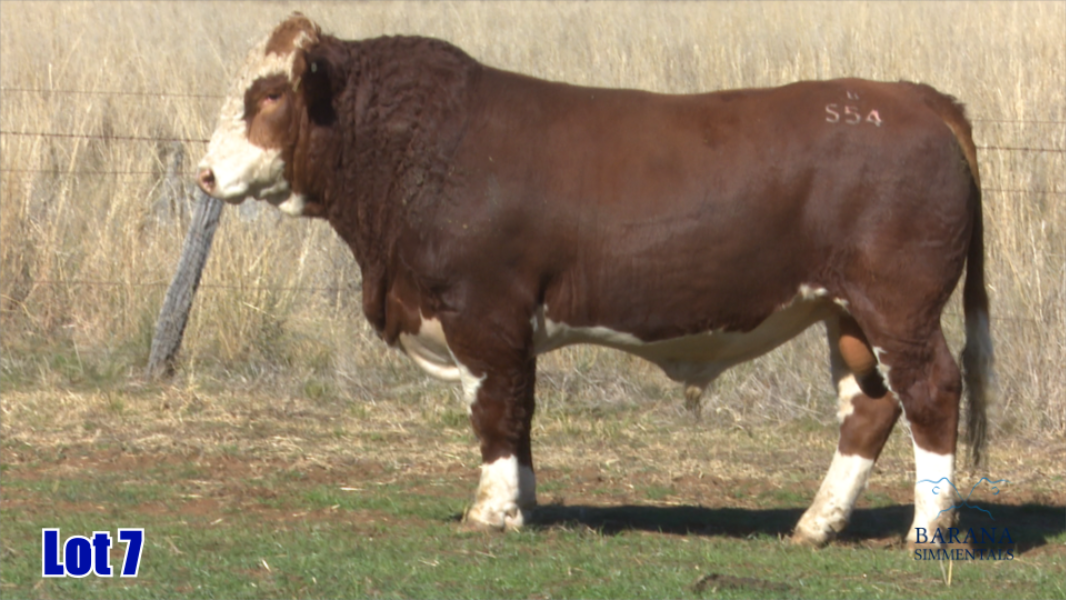 Lot 7 - BARANA SHAKESPEARE | AuctionsPlus