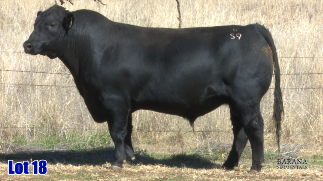 Lot 18 - BARANA SUMO S009 | AuctionsPlus