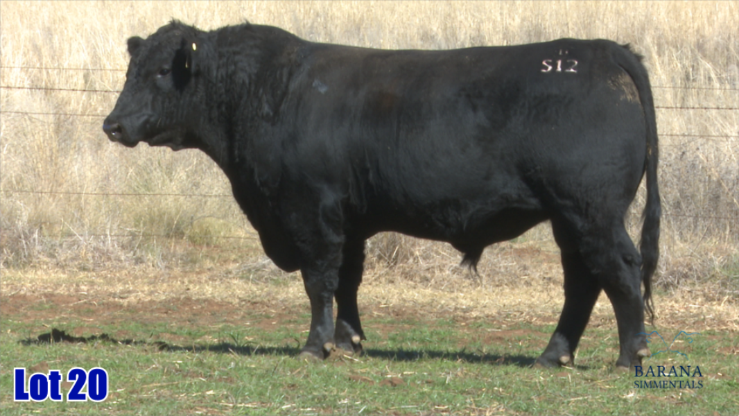 Lot 20 - BARANA STANFORD S012 | AuctionsPlus