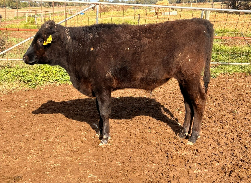Lot 11 - 1 x Polled Wagyu Bull - AYRLIE PARK T146 HP | AuctionsPlus