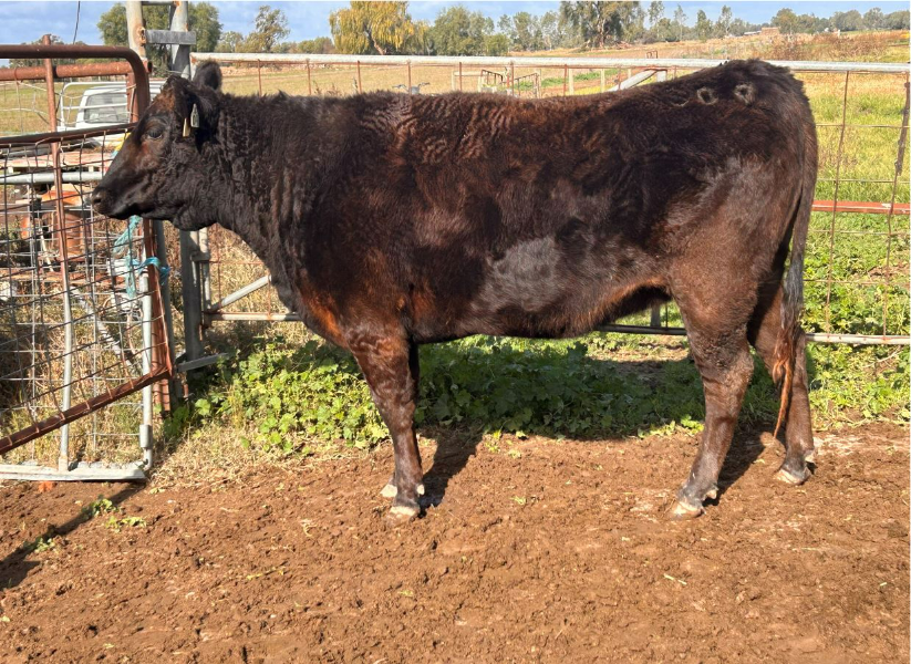 Lot 12 - 3 x PTIC Polled Wagyu Heifers INC HOMO POLL HEIFER! AYRLIE ...