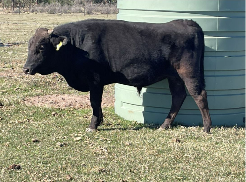 Lot 25 - 1 x Fullblood Wagyu Bull - OLIVE GROVE WAGYU S66 | AuctionsPlus