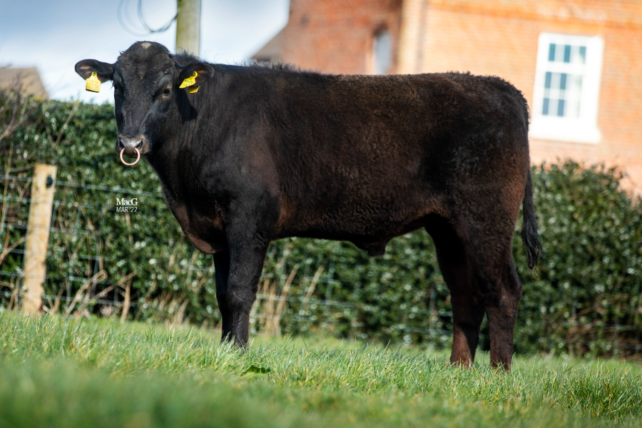Lot 149 - 5 x Fullblood Wagyu Semen Straws - WYNDFORD SPECTRE (ET ...