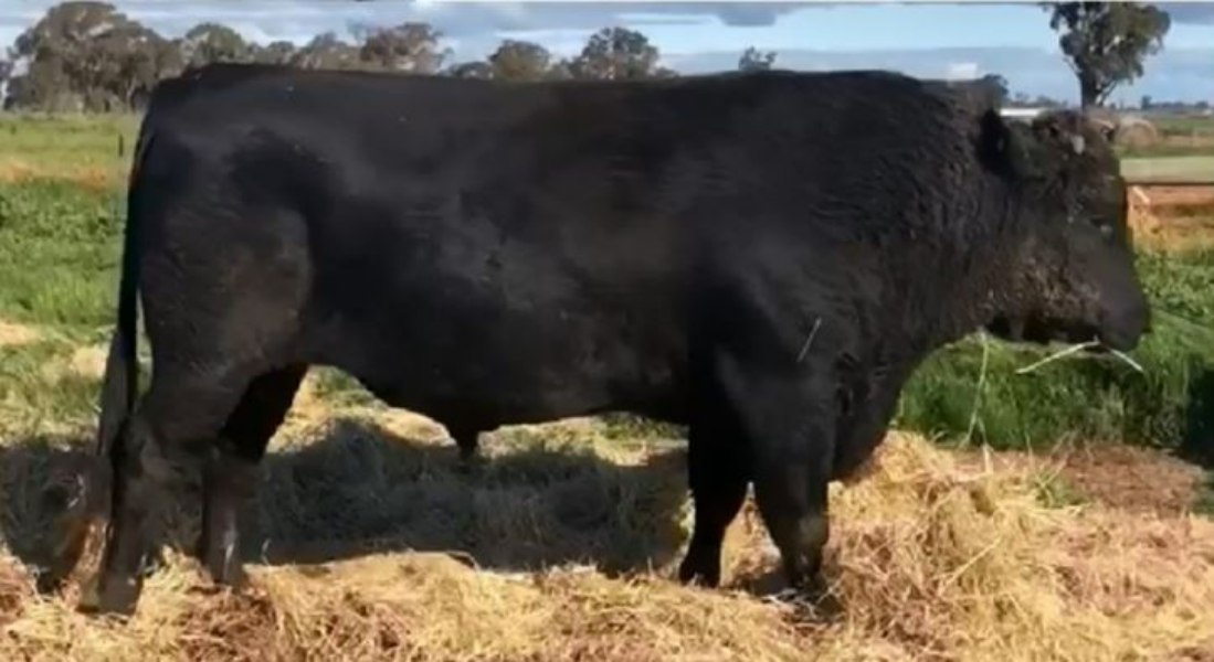 Lot 117 - 10 x Fullblood Wagyu Semen Straws - SHADAI FARM M00043 ...