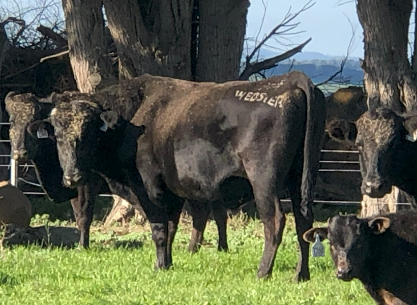 Lot 156 - 5 x Female Sexed Semen Fullblood Wagyu Embryos | AuctionsPlus