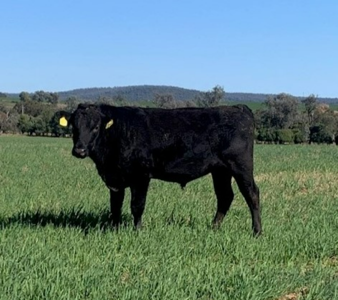 Lot 33 - 1 x Fullblood Wagyu Bull - CARNANA STATION UNITED S7006 (ET ...