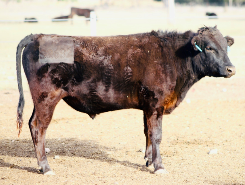 Lot 27 - 1 X Fullblood Wagyu Bull - HAMILTON PARK WAGYU SH2682 ...
