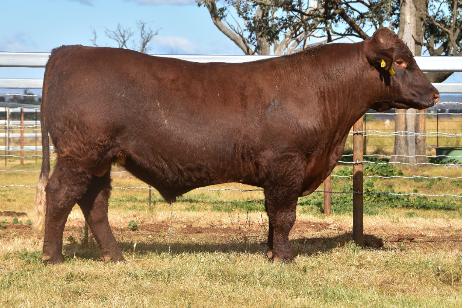 BUNGULLA & NAGOL PARK INVITATIONAL SHORTHORN BULL SALE - Auction 753 ...