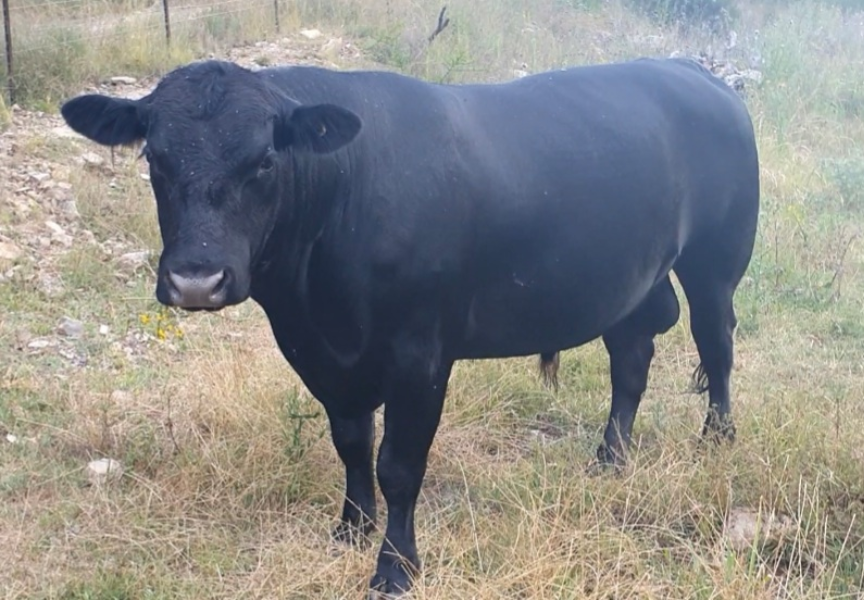 Lot 51 - Titanium General Rambo R5 | AuctionsPlus