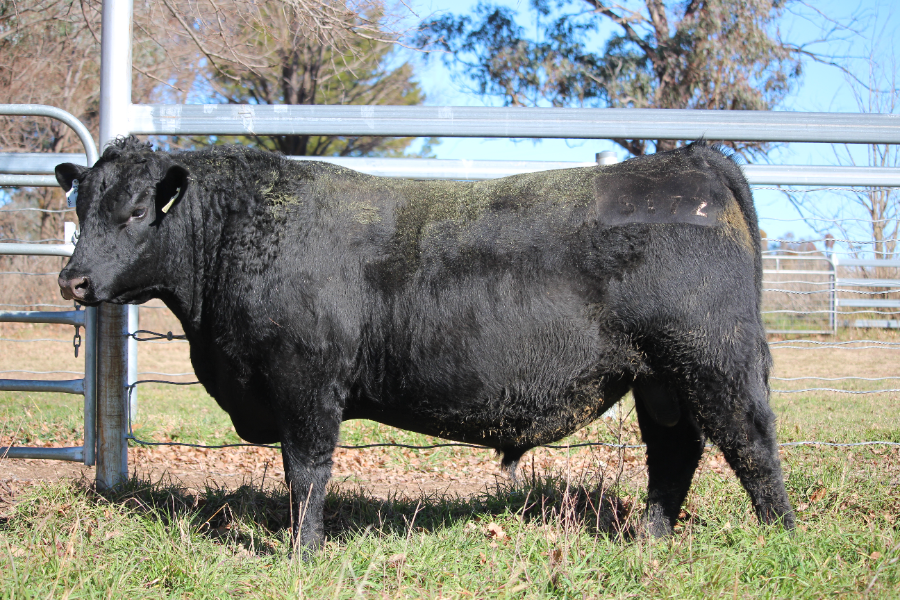 Lot 10 - EASTERN PLAINS SKIBO S172 | AuctionsPlus