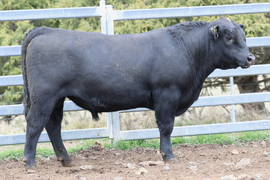Lot 40 - BALD BLAIR STEVE S239 | AuctionsPlus