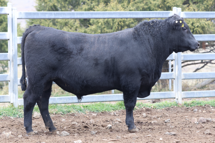 Lot 47 - BALD BLAIR T25 | AuctionsPlus